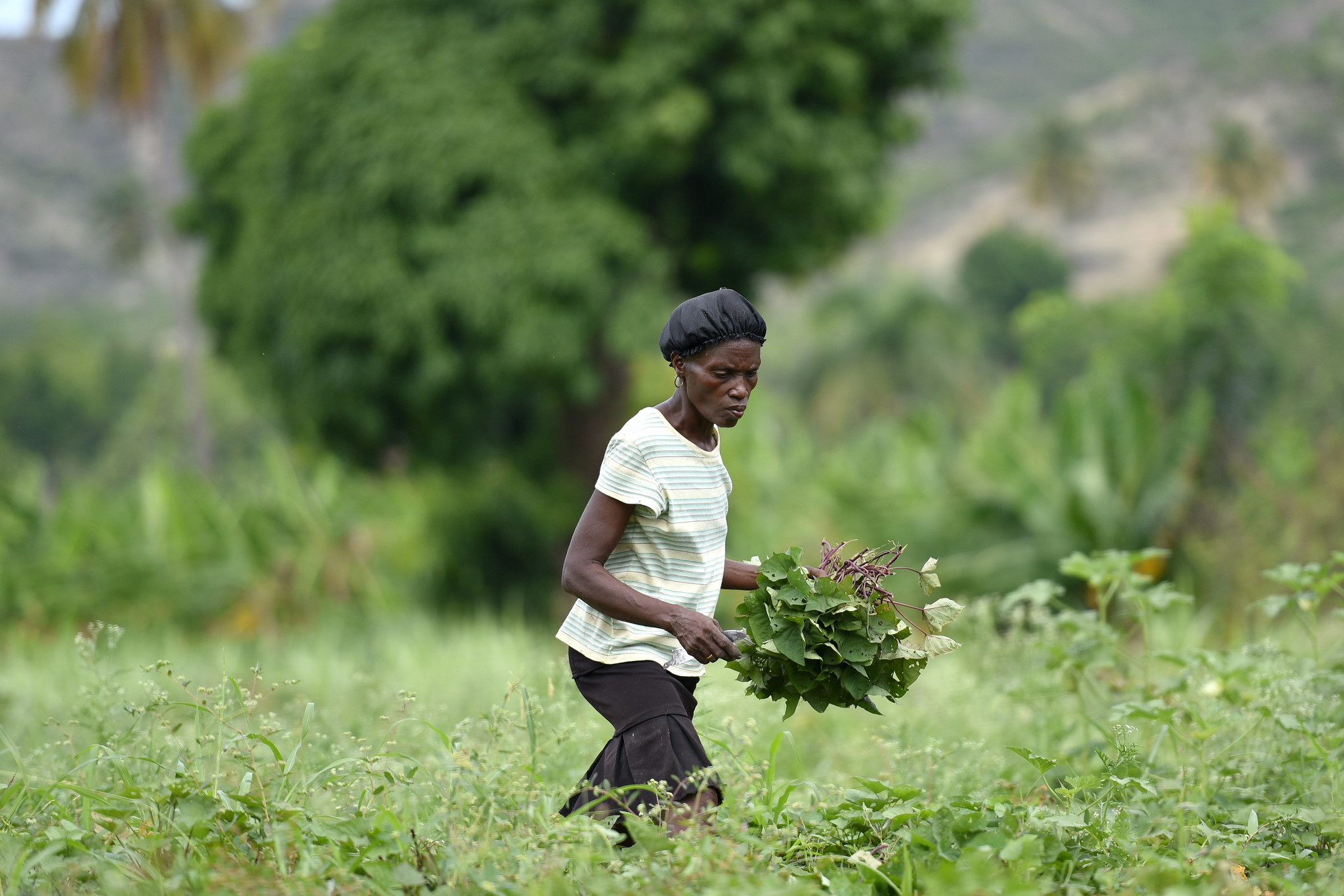 Haiti Submitted Its National Adaptation Plan NAP Global Network