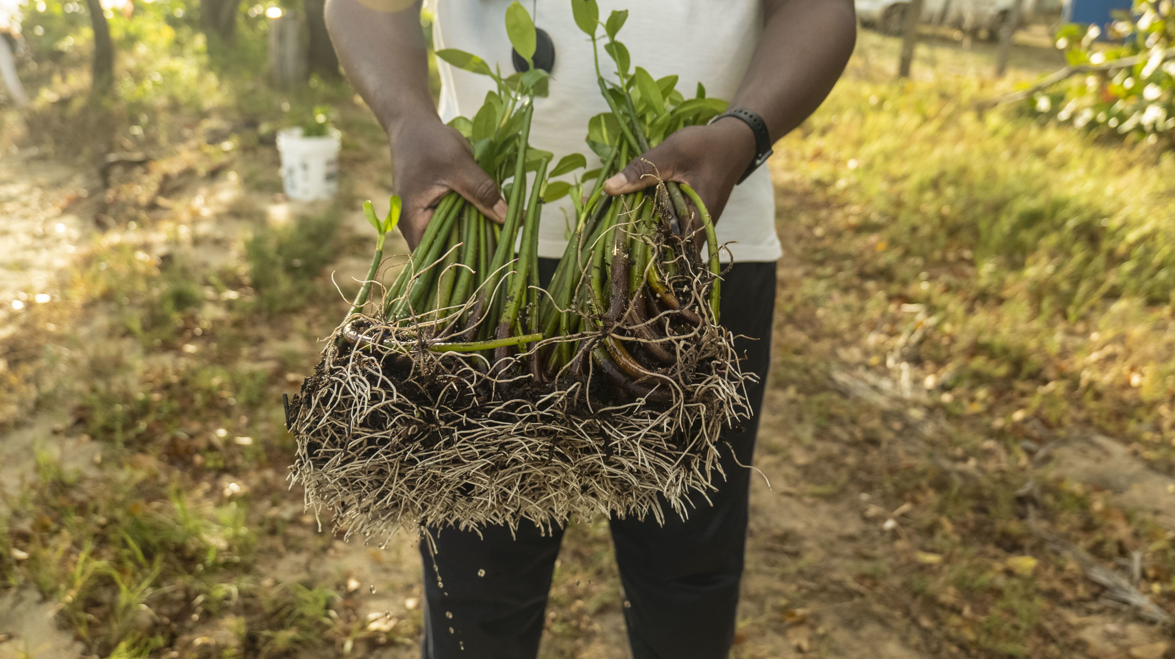 Climate Resilience From Mountaintop to Seafloor: How three communities in Grenada are ...