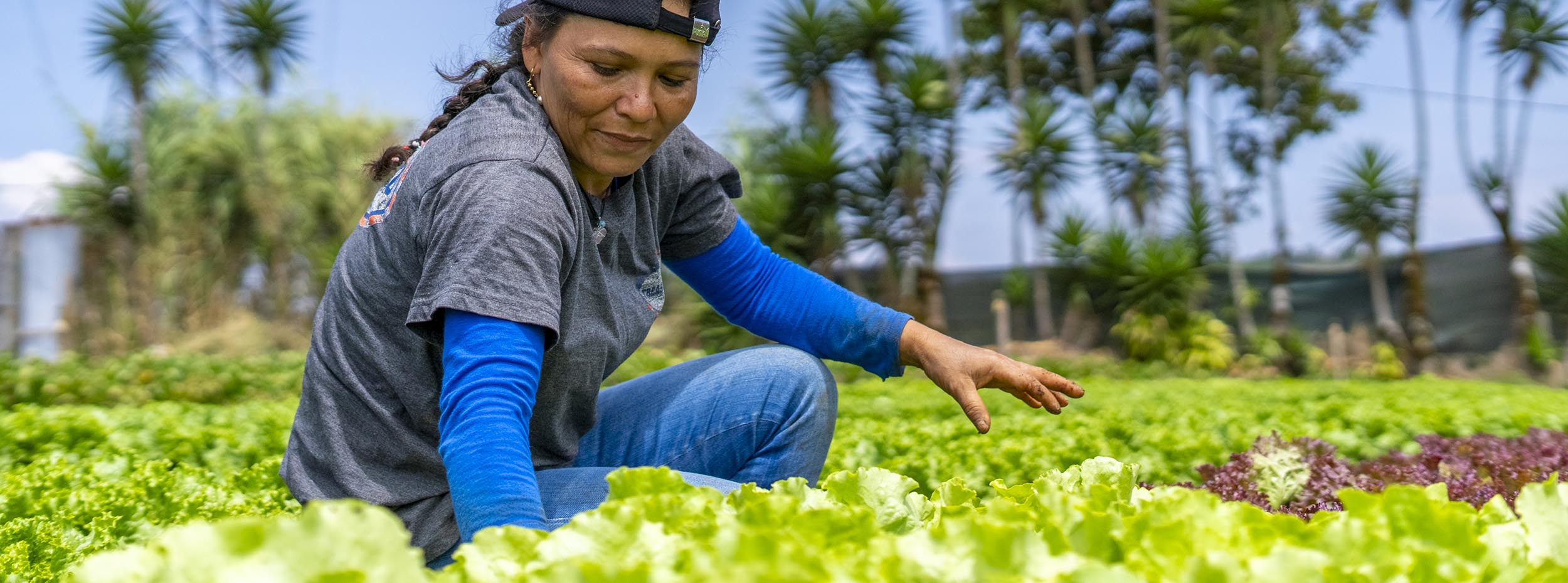 Climate Change Adaptation Investment Plans: FAQs